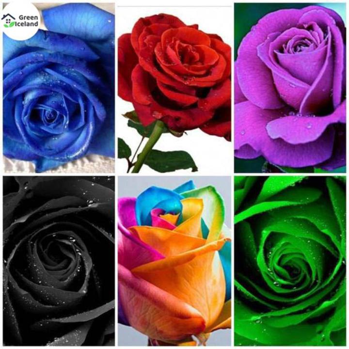 Mix Colour Roses Flower Seeds (??????????? ????? ???)- 30 Pcs Seeds ...
