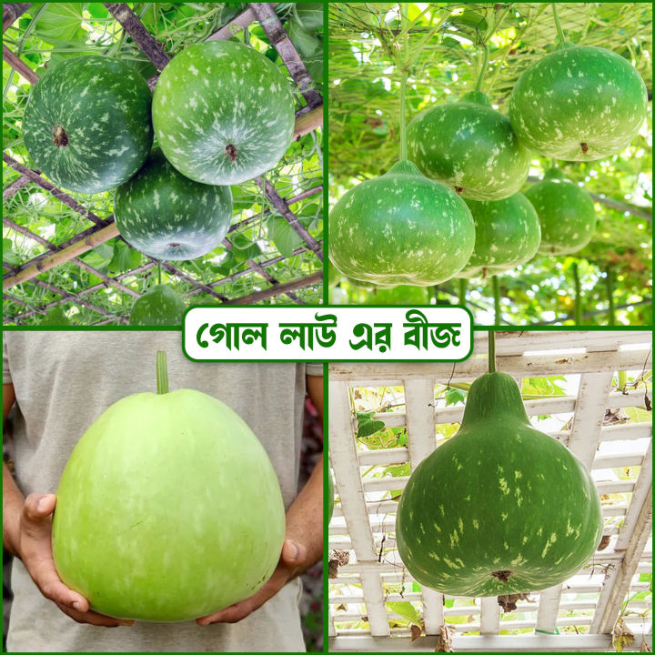 Hybrid round gourd seed 10 pice + gift | Daraz.com.bd