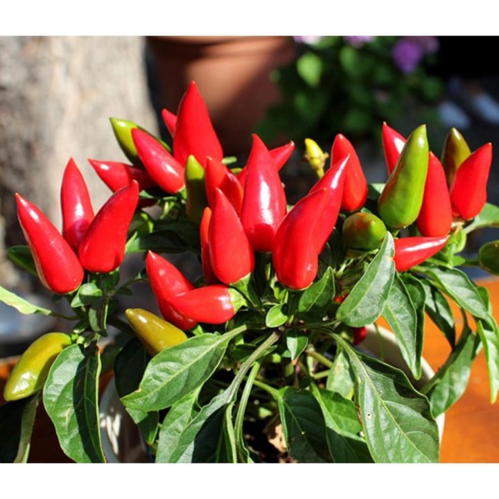 Indian Bullet Chilli Hybrid Seeds For Tob/Terrace -10 Grams Packet ...