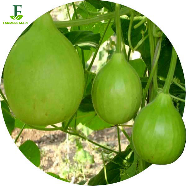 Round Bottle Gourd/Lau Seeds- Intact Packet | Daraz.com.bd