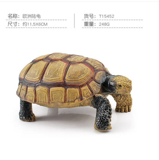 Model Tortoise | Daraz.com.bd