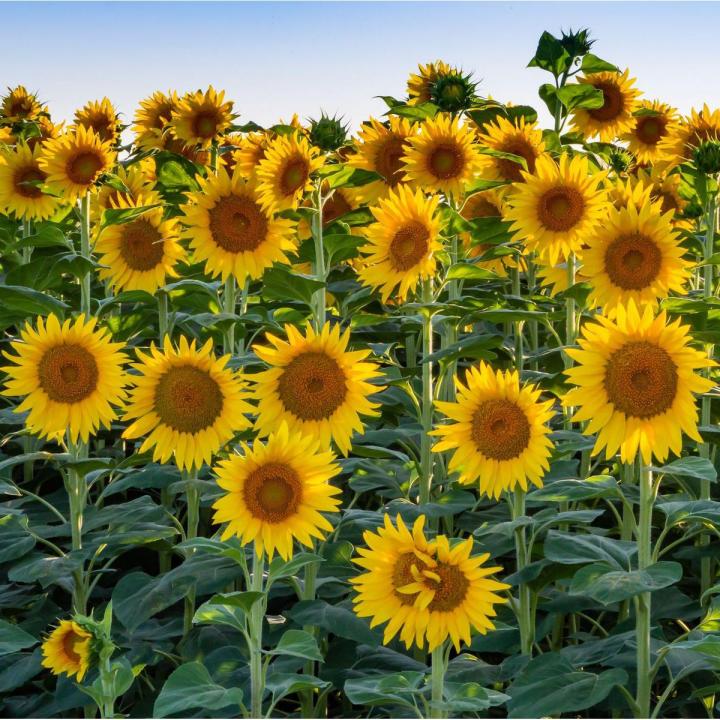Global hybrid f1 Sunflower Seed -20 pcs seeds | Daraz.com.bd