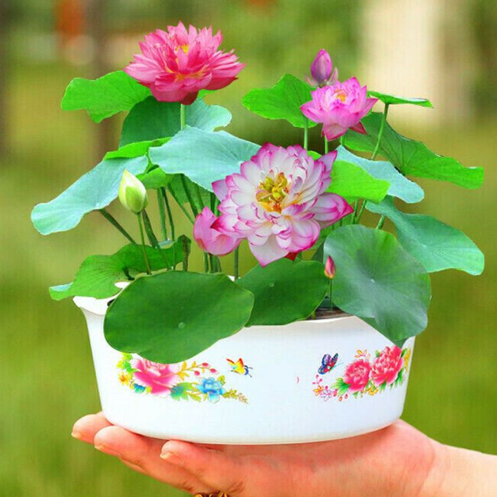 Poddo flower 4 pice, Jol Poddo Ful / Lotus Flower Seeds | Daraz.com.bd