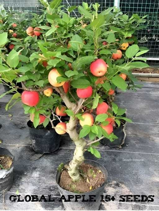 Global Apple Tree Seeds -15Pcs Seeds | Daraz.com.bd