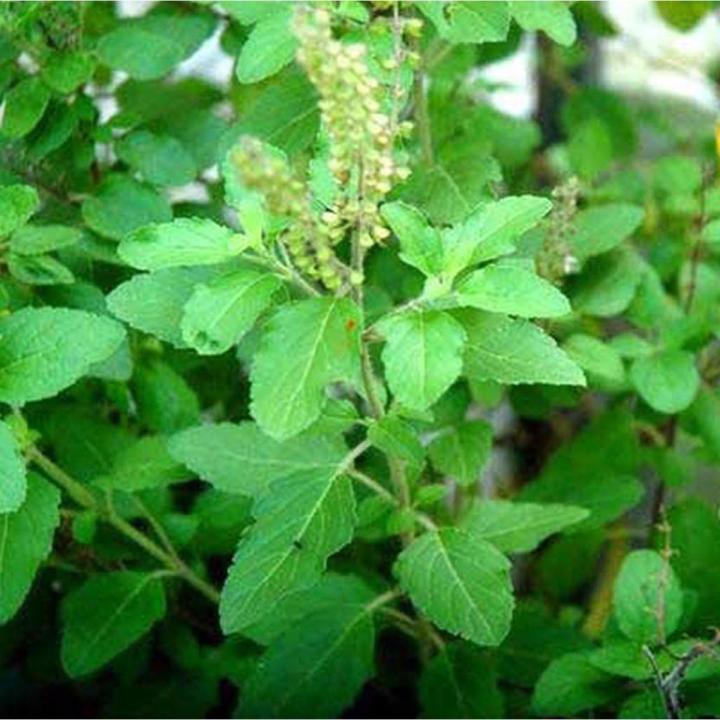 Tulsi/Basil Seeds 30 pse seed | Daraz.com.bd