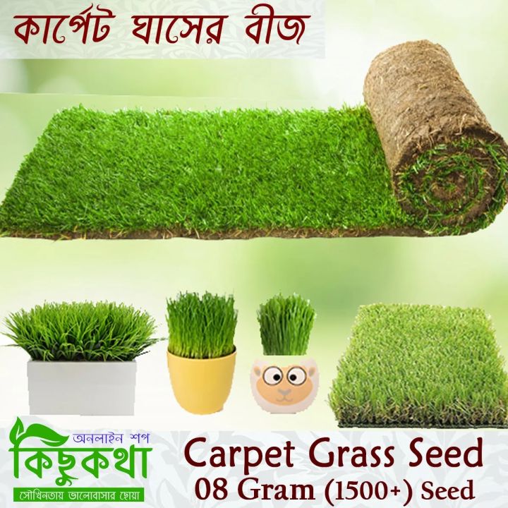 Maxican Lwan Grass (Carpet Grass) Seed - 8gm (1500+ Seed) | Daraz.com.bd