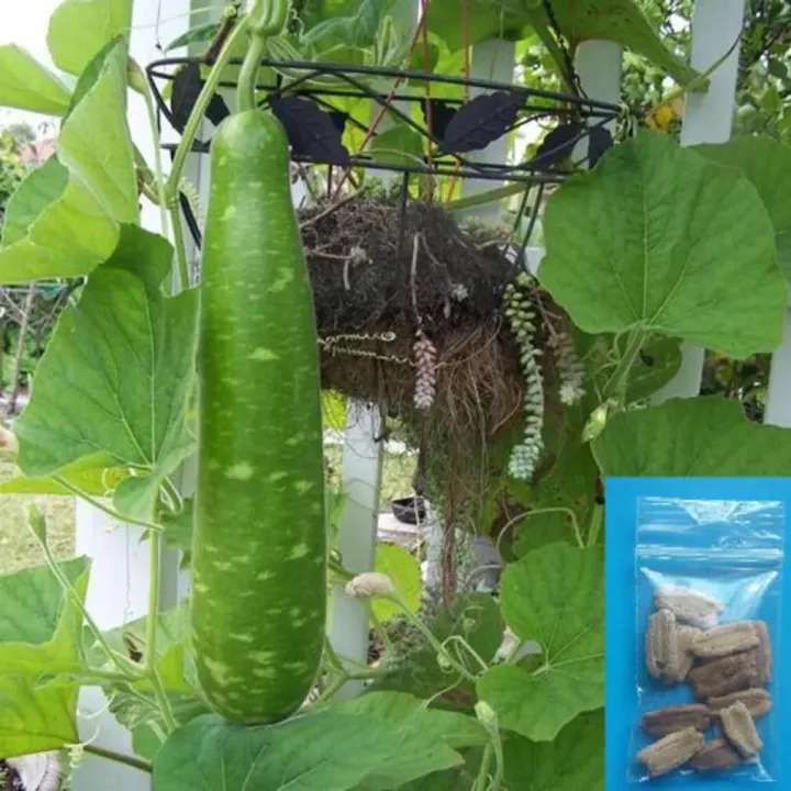 Improved Varieties Hybrid F1 Long Gourd / Lau Seeds - 10 Pcs Seeds ...