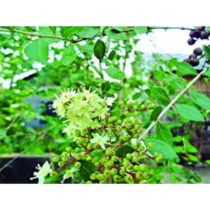 Mehedi Tree Seeds- 30 Pieces (মেহেদী পাতার গাছের বীজ) | Daraz.com.bd
