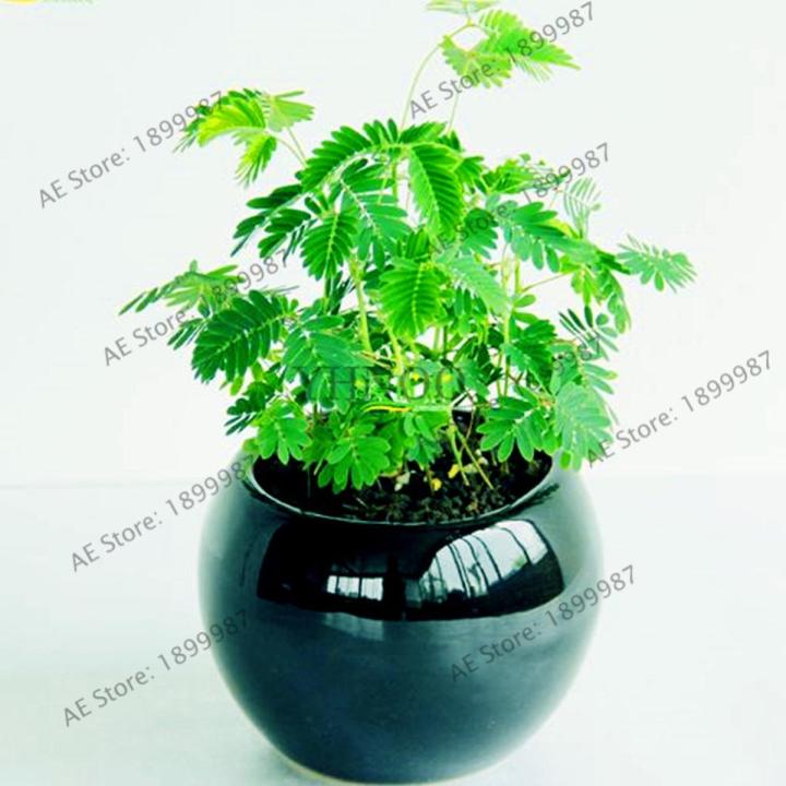 Lojjaboti Tree Seeds) 10 pse | Daraz.com.bd