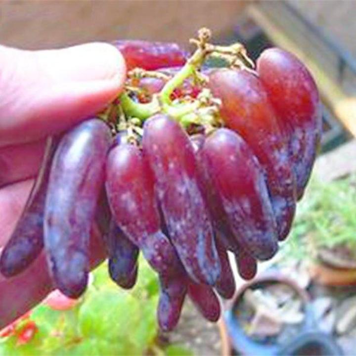 20/Pack very rare finger grapes enhanced fruit natural growth grape ...
