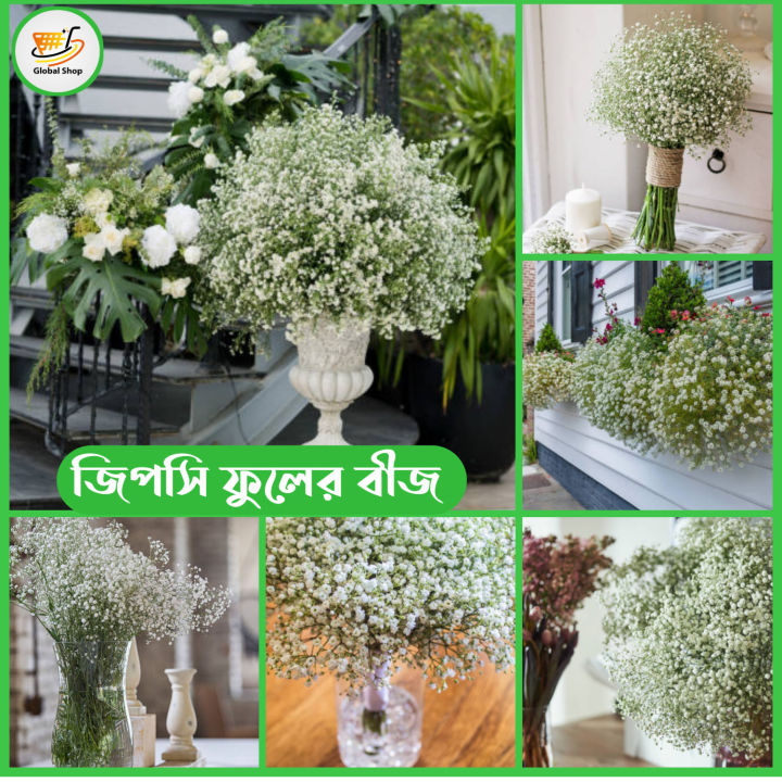 40 Pices Gypsy Flowers Seeds + Gift | Daraz.com.bd