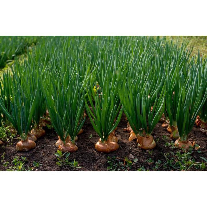 Intact paket Onion Seeds 100 Pcs | Daraz.com.bd
