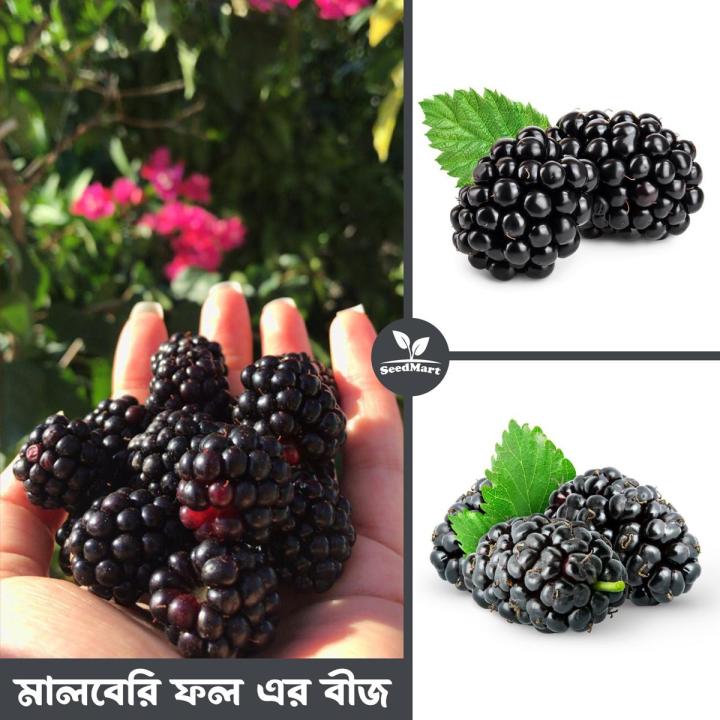 38 pice Mal berry fruits seeds (all season) | Daraz.com.bd
