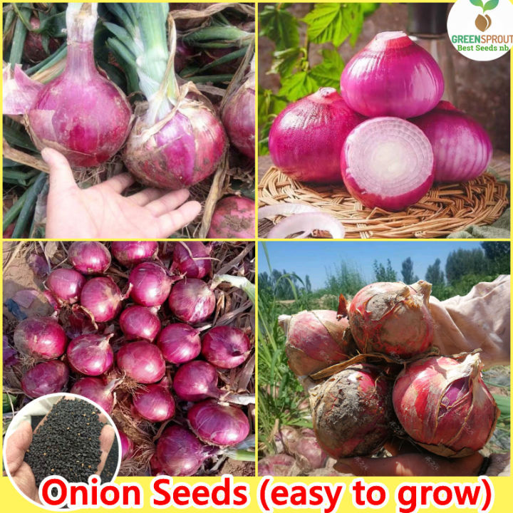 All Season Hybrid 200 Pcs Red Onion Seeds - 200 PcS Seeds +GIFT | Daraz ...