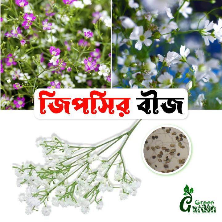 30 pics Mix Color Gypsy Flowers (জিপসি ফুল ) Flowers seeds + Gift ...