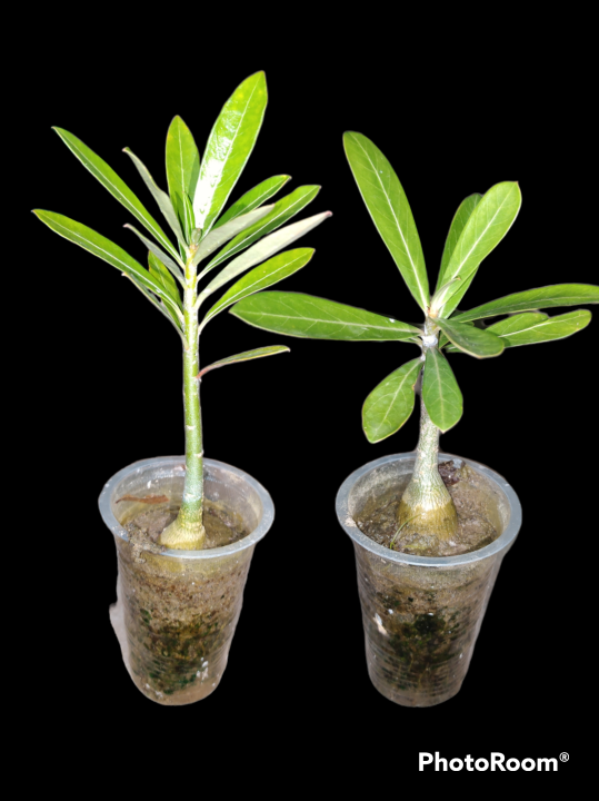 adenium tree mix colour 2 pich | Daraz.com.bd