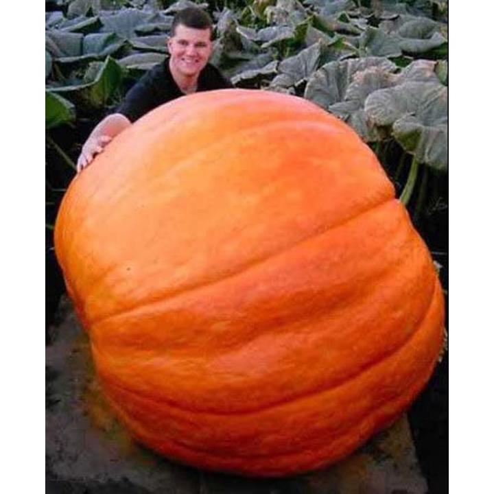 10 Pcs Natural European Hybrid Pumpkin Seeds (Seeds) - 10 Pcs Seeds ...