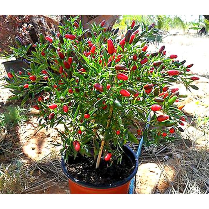 Indian Bullet Chilli Hybrid Seeds For Tob and Terrace -10gms Packet ...