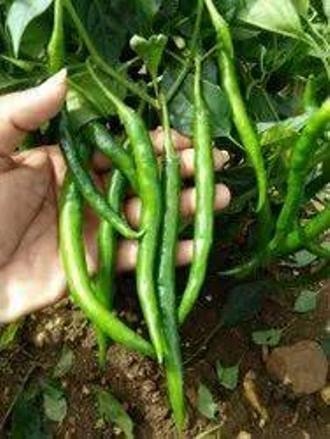 Chili Long chilli Chang Long 56(All year Round Planting 20 seeds Pack ...