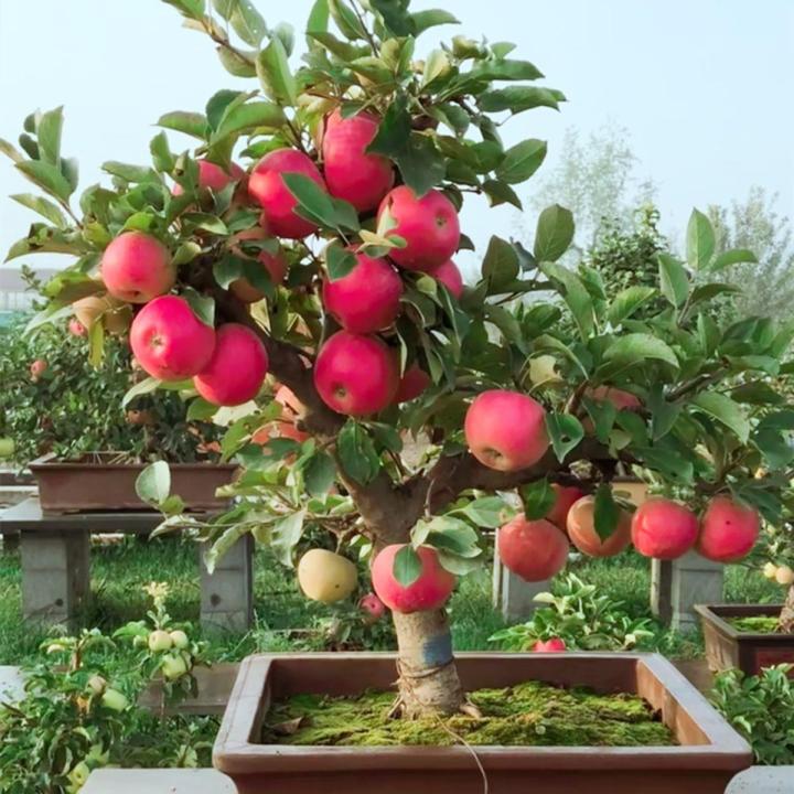 Apple Tree SeedS -15 Pcs (Imported Global Seeds)** | Daraz.com.bd