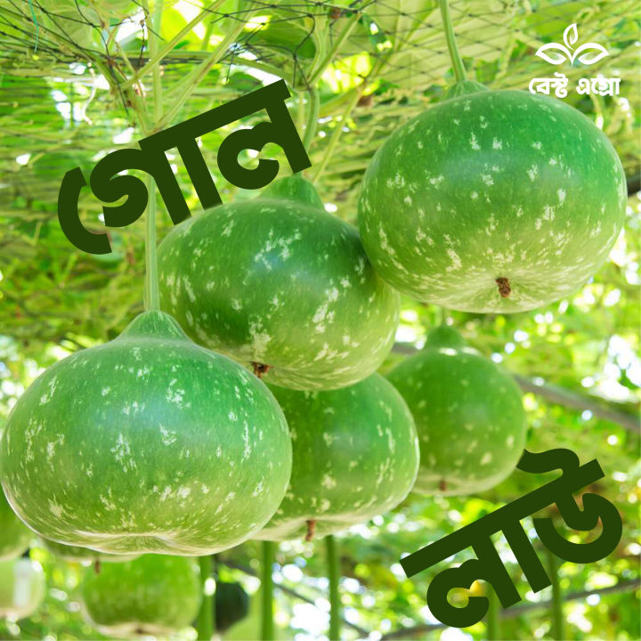 "Green Round Gourd(Gol Lau) Seeds - 15 Piece | Daraz.com.bd