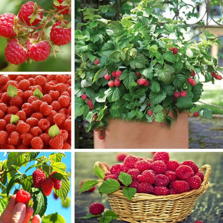 Raspberry plants Mixed Color Bonsai For Garden-20Pcs seeds | Daraz.com.bd