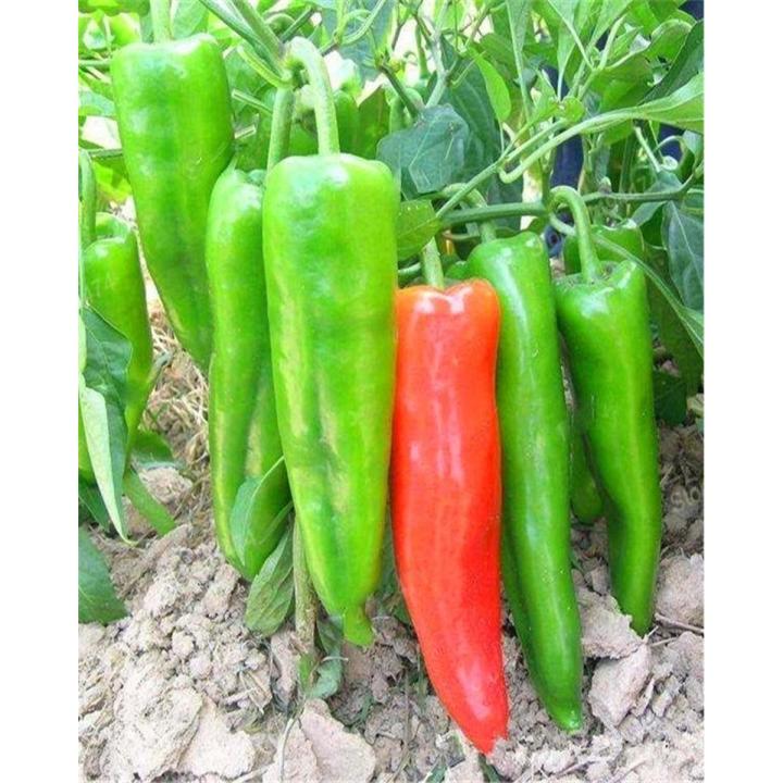 Chili Seeds, Horn Chili, Extra Large Size, Super Spicy, Imported from ...