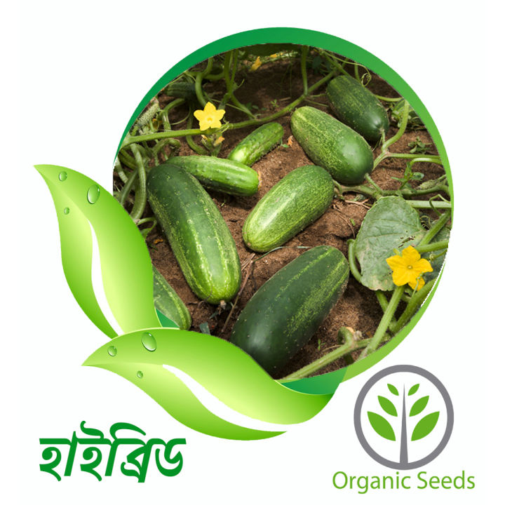 F1 Hybrid Cucumber Khira Seeds 20 Piece) | Daraz.com.bd