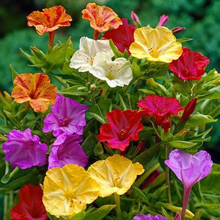 Sondha Maloti Flower Seed 10 pcs / সন্ধ্যামালতি ফুল - ১০ টি বীজ - মিক্স ...