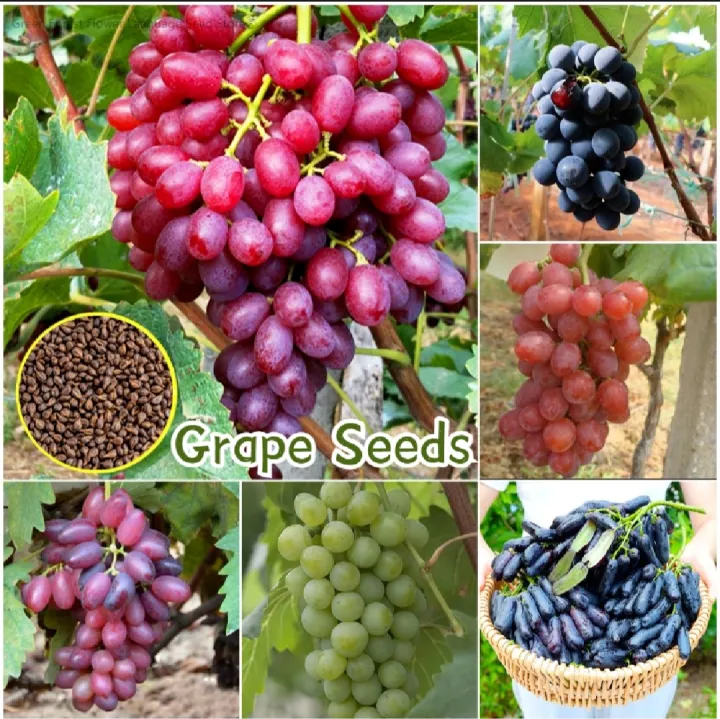 Mini Sweet Mix Grape Seeds -20+ Pcs Seeds | Daraz.com.bd