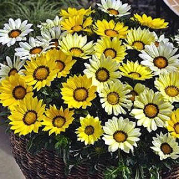 Sunflower Tree Seeds -20Pcs (Global Seeds) | Daraz.com.bd