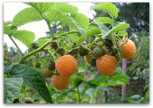 1 Fall Gold - Raspberry Plant - All Natural Grown - Ready for Fall ...