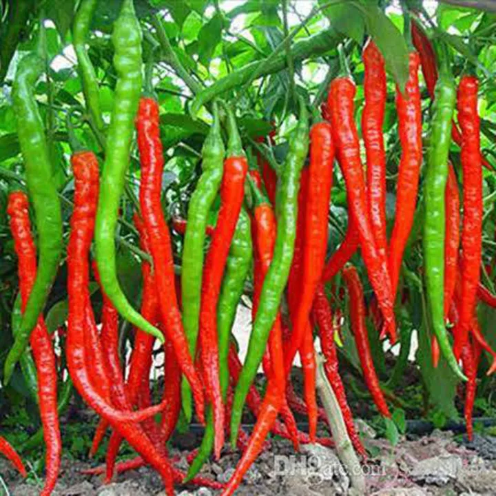 All Season Red Long Chili Hybrid Seeds 40 Pis + Gift | Daraz.com.bd