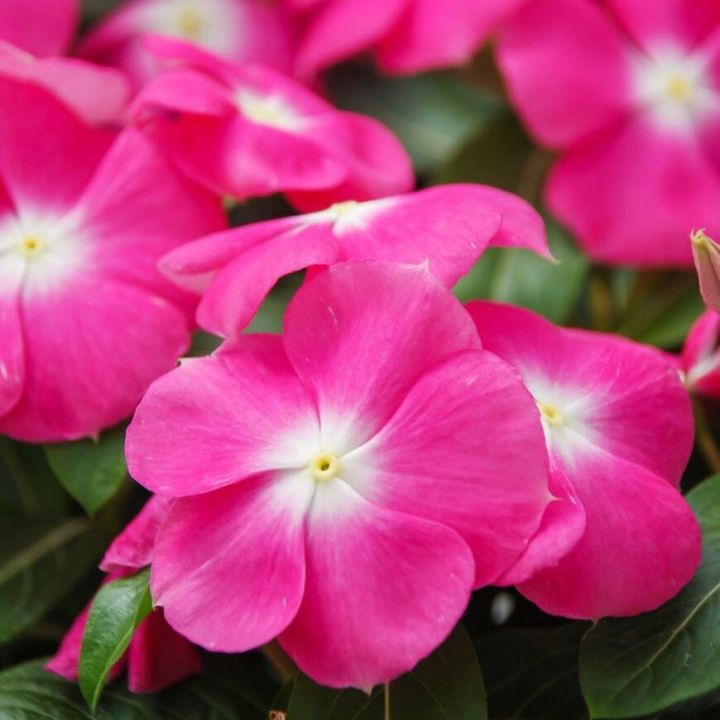 Red White 15 Pcs Beautiful Nayantara Vinca Rosea Flower Seeds Red White 15 Pcs Beautiful Nayantara Vinca Rosea Flower Seeds