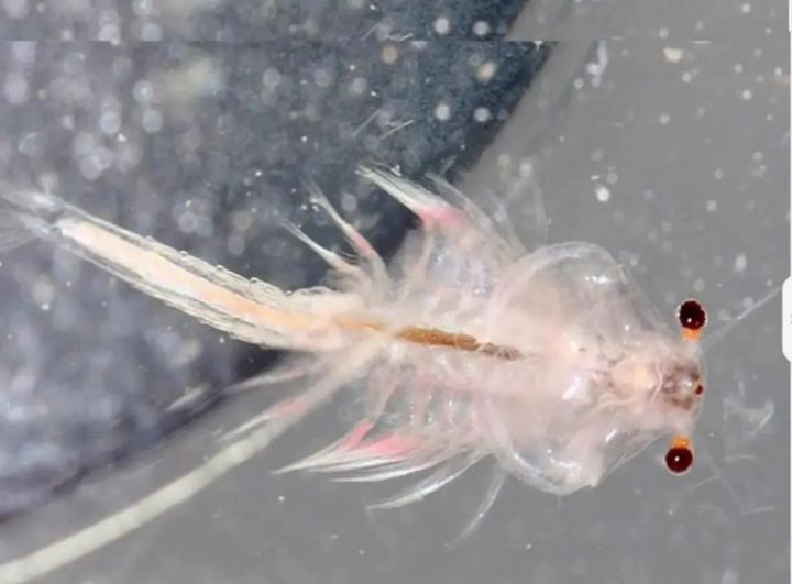 One Piece 15 mm L Sea Monkey Monkeys Eggs Fairy Brine Shrimp Grow ...