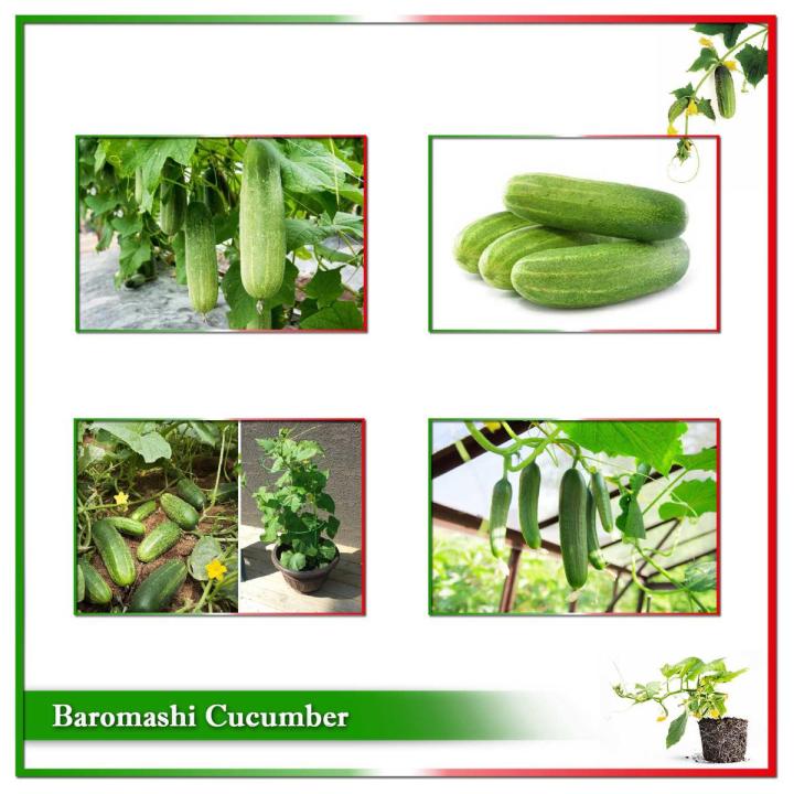 Baromashi Cucumber Seed - 25 Seeds | Daraz.com.bd