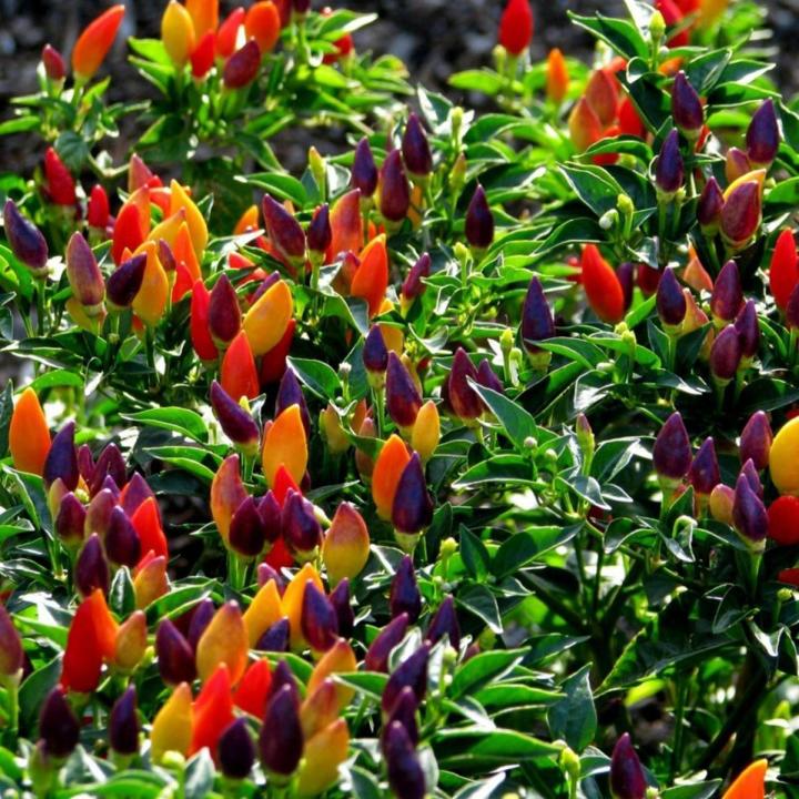 Thai Mix Colour Organic Ornamental Chili Seeds - 15 Pcs Seeds | Daraz ...