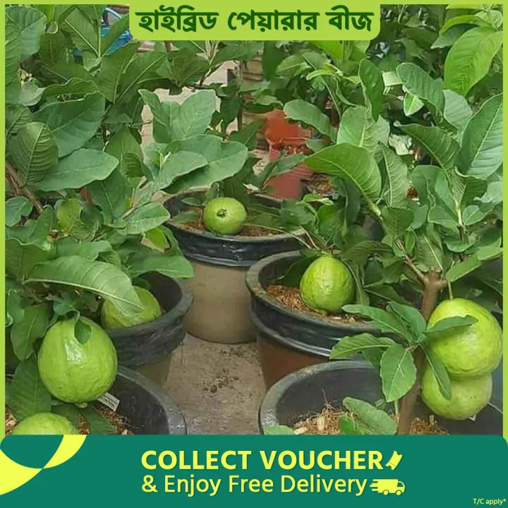 Hybrid Piara fruits seed 6 pice + gift (all season) | Daraz.com.bd