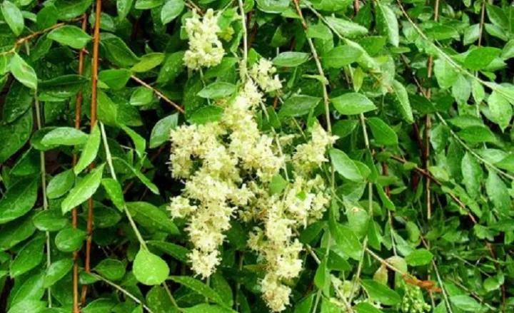 Mehedi Tree Seeds- 30 Peaces | Daraz.com.bd
