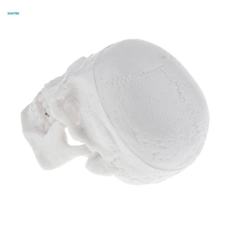 Mini Portable Anatomy Model Human Head Skull Skeleton Teaching Tool ...