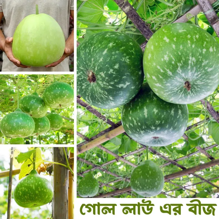 Round Gourd/Lau Vegetable Seeds - 10 Pice + gift | Daraz.com.bd