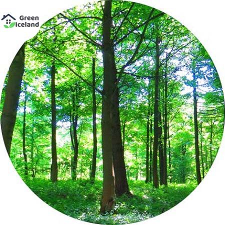 Chambul Tree Seeds - 20 Pcs Seeds | Daraz.com.bd