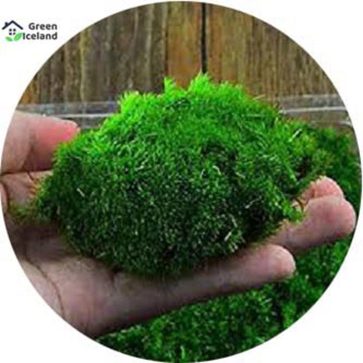 Micro Landscape Moss Plants Seeds - 20 Pcs Seeds (Global Seeds) | Daraz ...