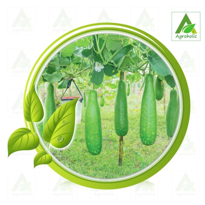 Hybrid Bottle Gourd Seed ( Long Lau ) - 8 Seeds | Daraz.com.bd