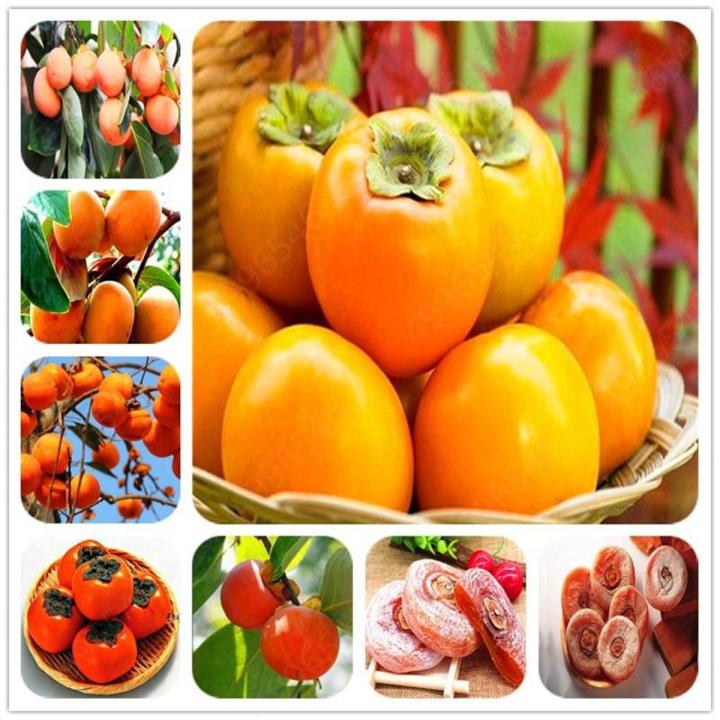 Persimmon Bonsai Exotic Bonsai Beautiful Delicious Diospyros Kaki Fruit ...