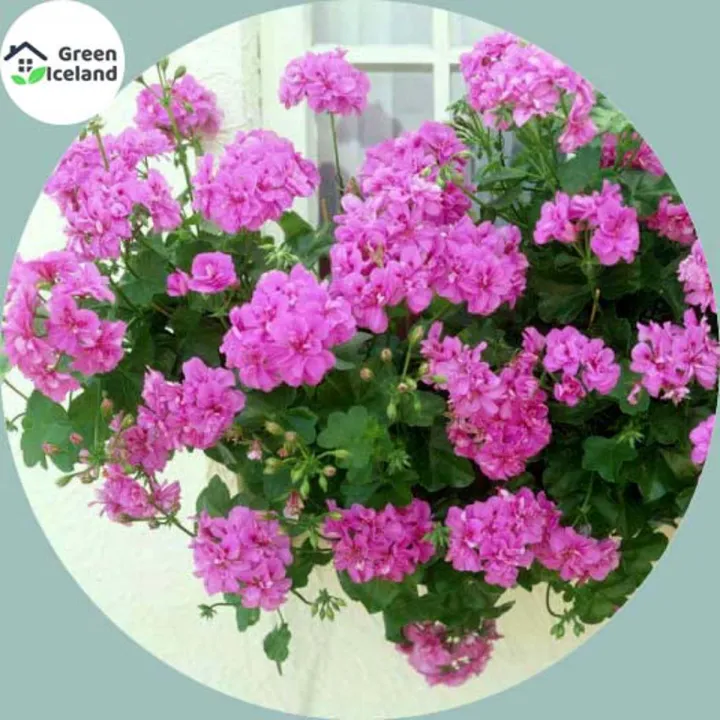 Climbing Geranium Peltatum Flower Seeds - 30 Pcs Seeds | Daraz.com.bd