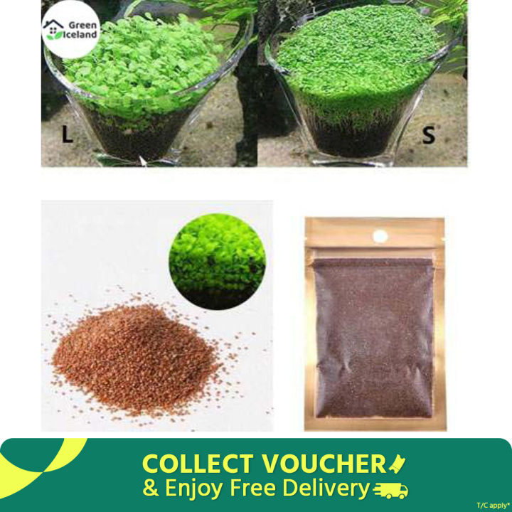 50 Piece Biocide Aquarium Green Grass Seeds | Daraz.com.bd