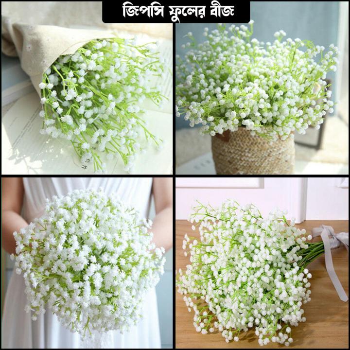 Gypsy flower seed 10 pice + gift | Daraz.com.bd