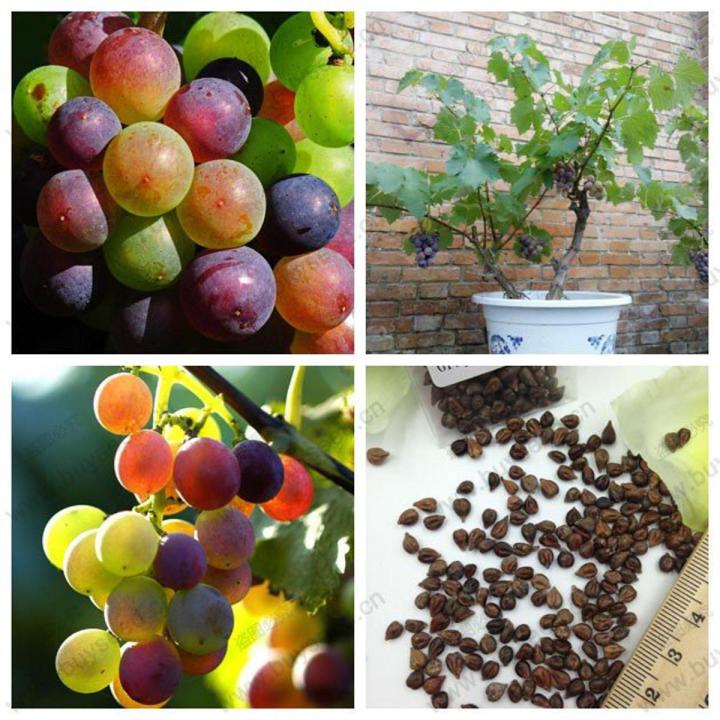 Natural Grape Seeds Rainbow Colorful Garden Fruit Plants Sweet Kyoho ...