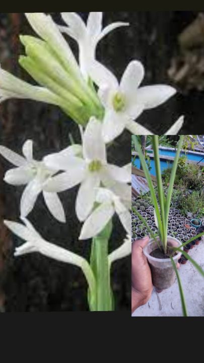 Tube Rose or Rajani Gondha plant with pot | Daraz.com.bd
